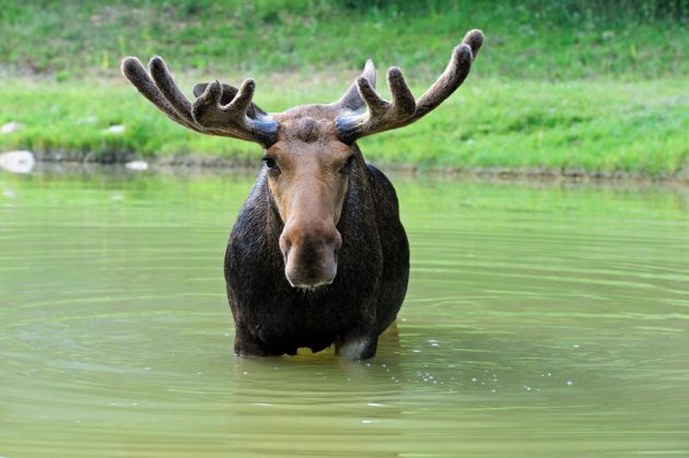 GeoMOOSE - Shared Funding Project | SharedGeo